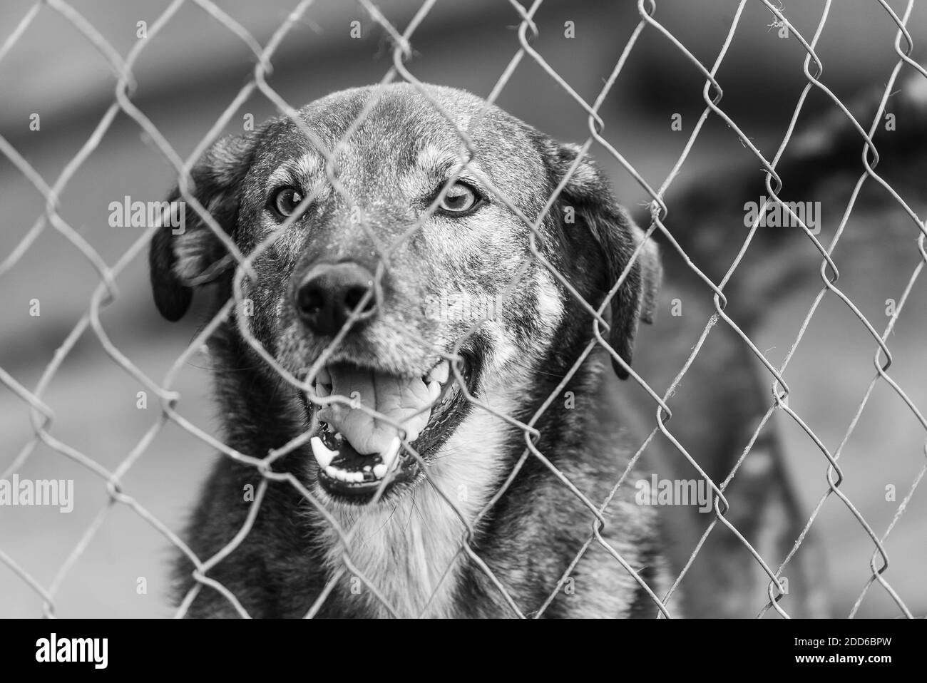 Black and white photo of homeless dog in a shelter for dogs. BW Stock ...