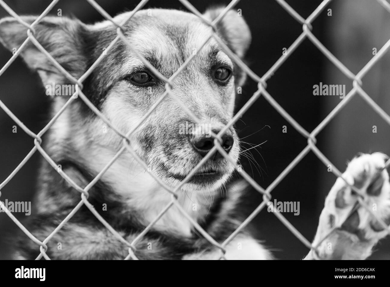 Homeless cute puppy sad Black and White Stock Photos & Images - Alamy