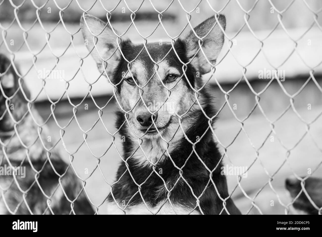 Black and white photo of homeless dog in a shelter for dogs. BW Stock ...