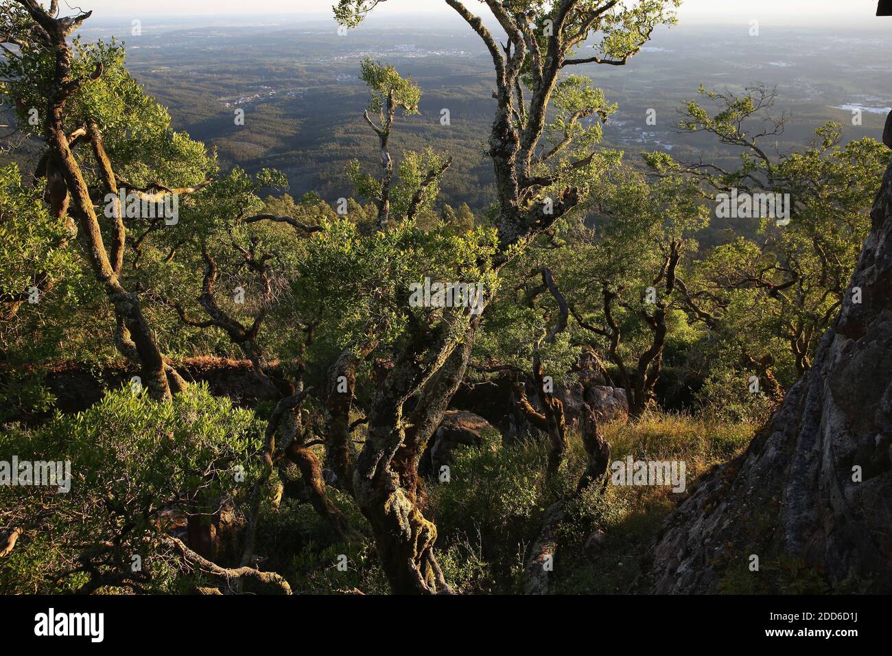 Napoleonic Invasion Of Portugal High Resolution Stock Photography and ...
