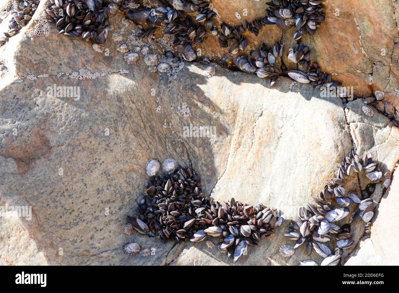 Atlantic Clams High Resolution Stock Photography and Images - Alamy