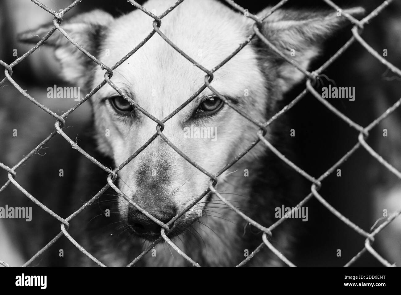 Black and white photo of homeless dog in a shelter for dogs. BW Stock ...