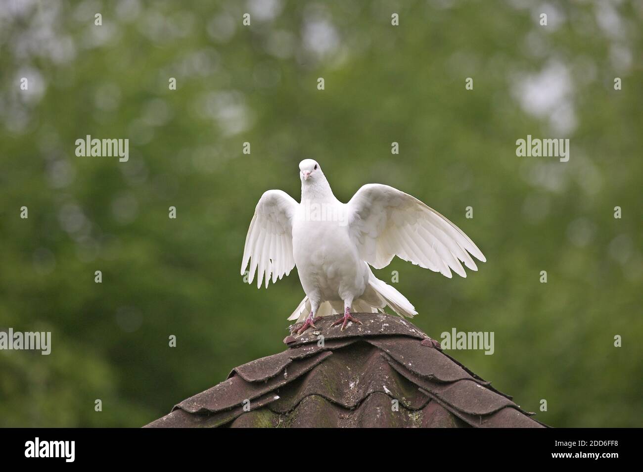 White pigeon taking off hi-res stock photography and images - Alamy