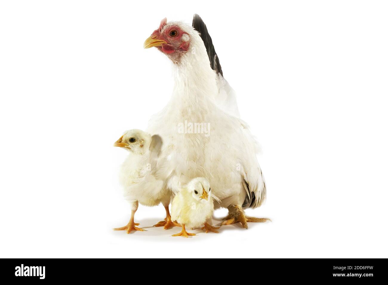 Nagasaki Domestic Chicken, Hen with Chicks against White Background ...