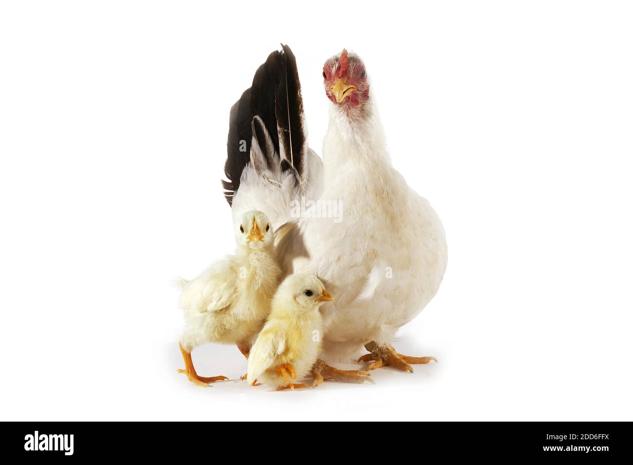 Nagasaki Domestic Chicken, Hen with Chicks against White Background ...