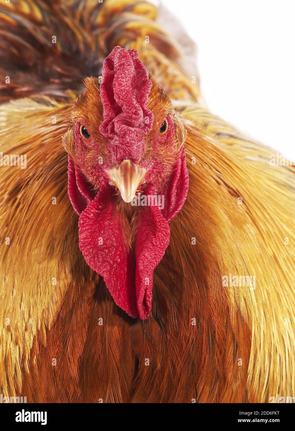 Brahma Perdrix Chicken, an Breed from India, Portrait of Cockerel Stock ...