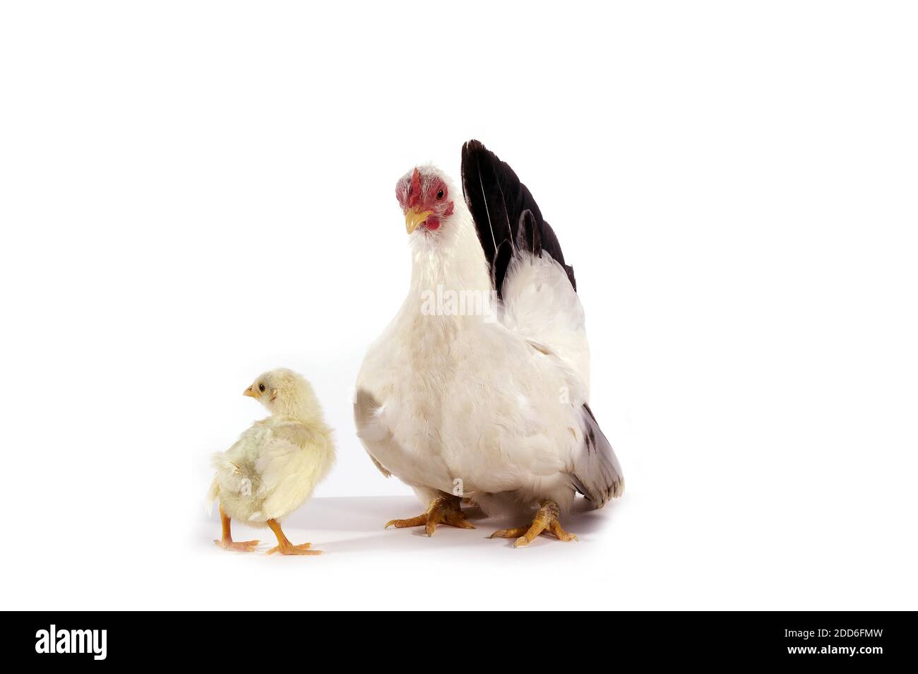 Nagasaki Domestic Chicken, Hen with Chick against White Background ...