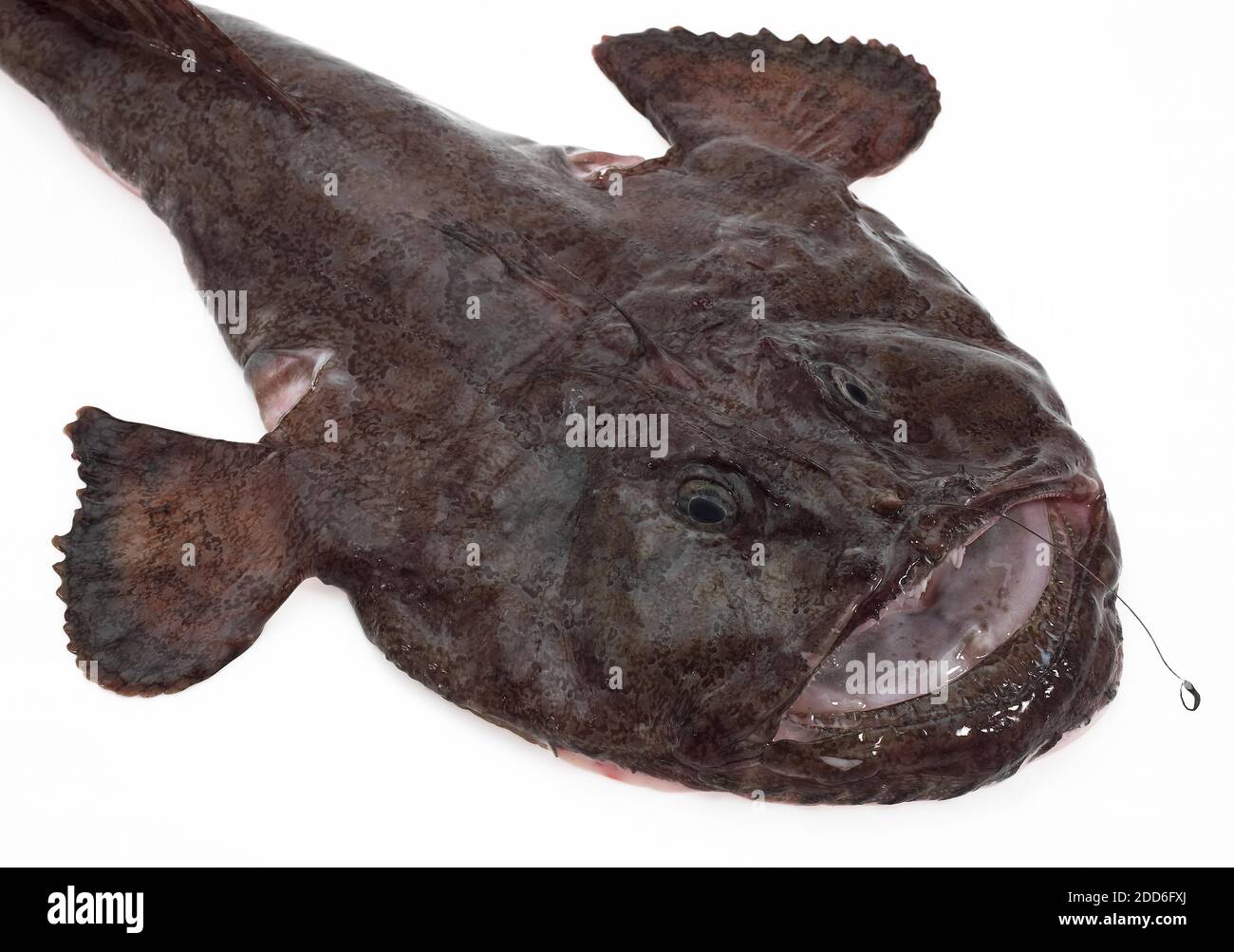 Monkfish, lophius piscatorius, Fresh Fish against White Background ...