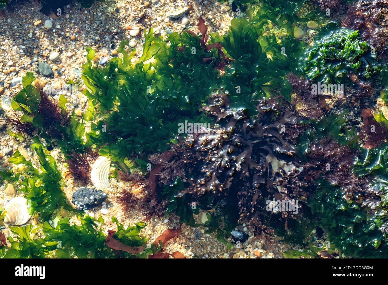 Sea shells in portugal hi-res stock photography and images - Alamy