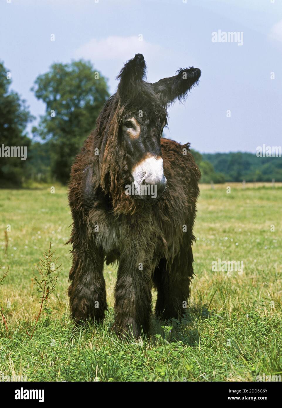 Poitou Donkey or Baudet du Poitou, a French Breed, Adult standing on ...