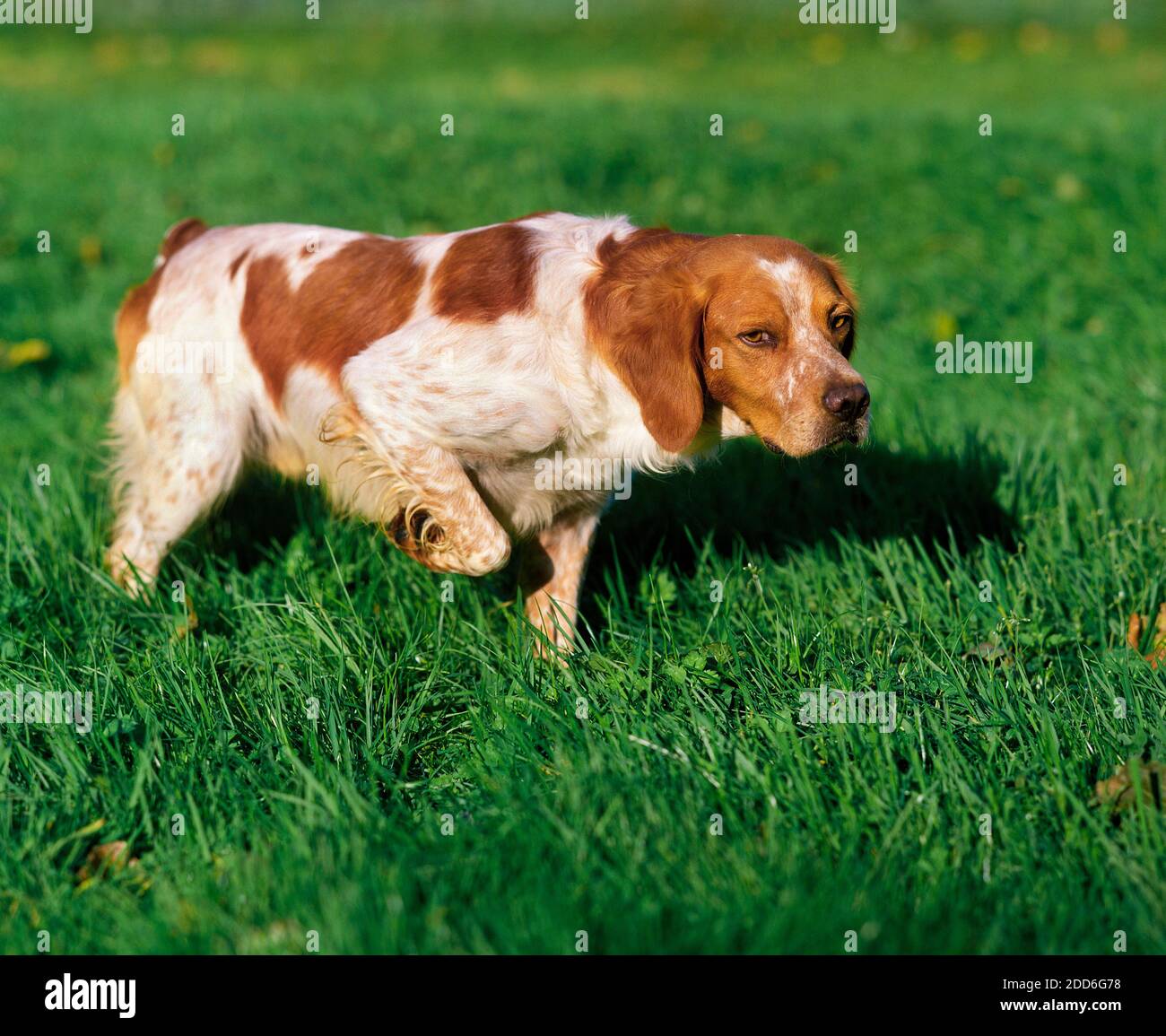 Brittany Spaniel, Adult Pointing Stock Photo - Alamy