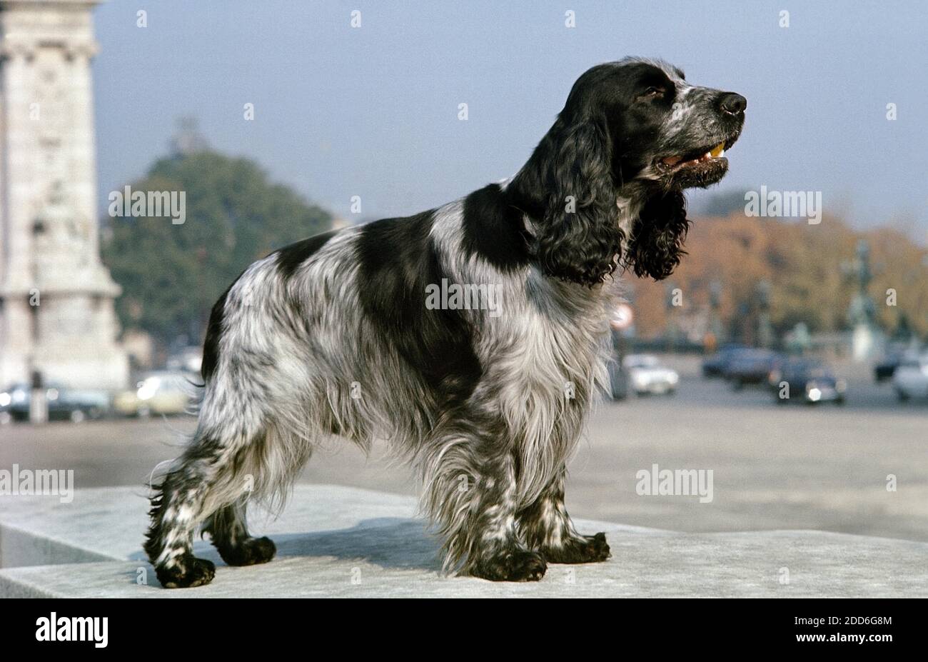 English Cocker Spaniel, Adult, Paris Street Scene Stock Photo - Alamy