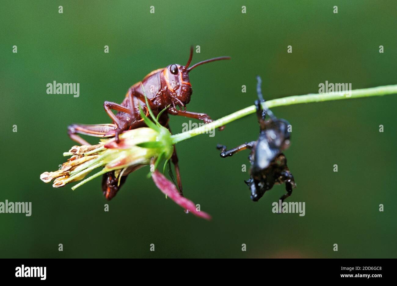 Grasshopper standing on flower hi-res stock photography and images - Alamy