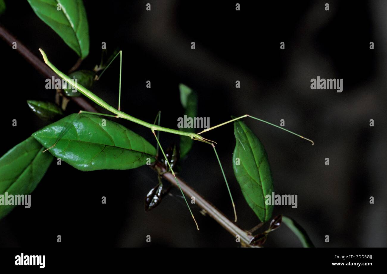 Stick Insect, Adult, Kenya Stock Photo - Alamy