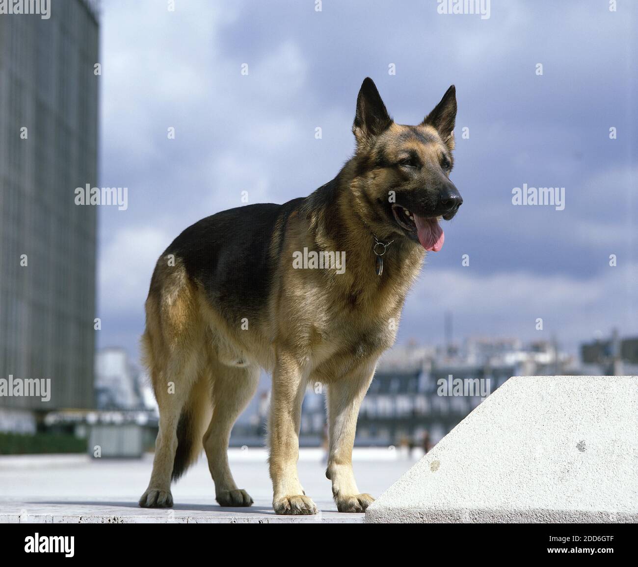 German Shepherd Dog, Adult in Paris Stock Photo - Alamy