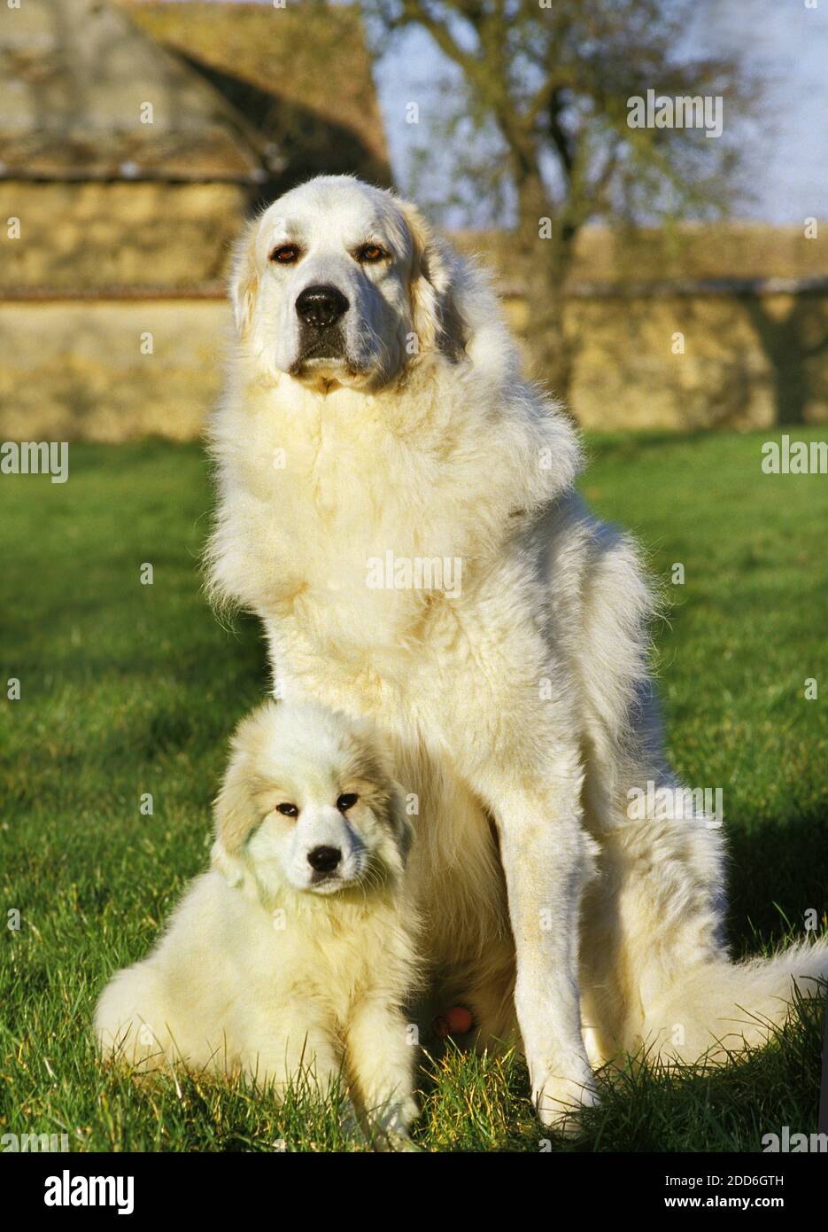 Are Pyreneese Mountain Dogs Good Puppies