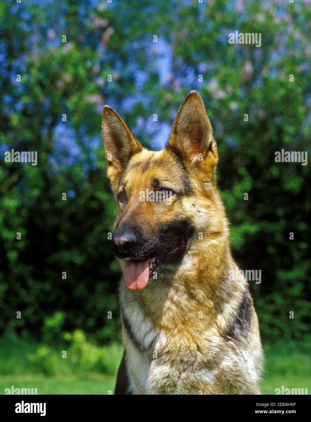 German Shepherd Dog, Portrait of Adult Stock Photo - Alamy