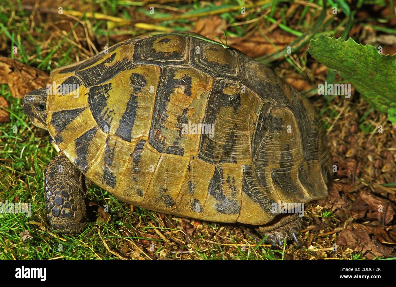 Hermann's Tortoise, testudo hermanni, Adult Stock Photo - Alamy