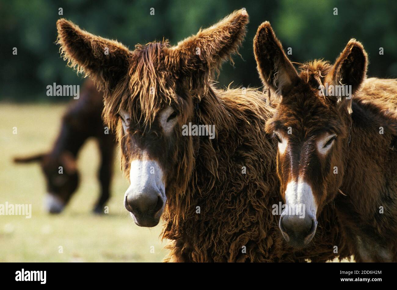 Poitou Donkey or Baudet du Poitou, a French Breed, Portrait of Adults ...
