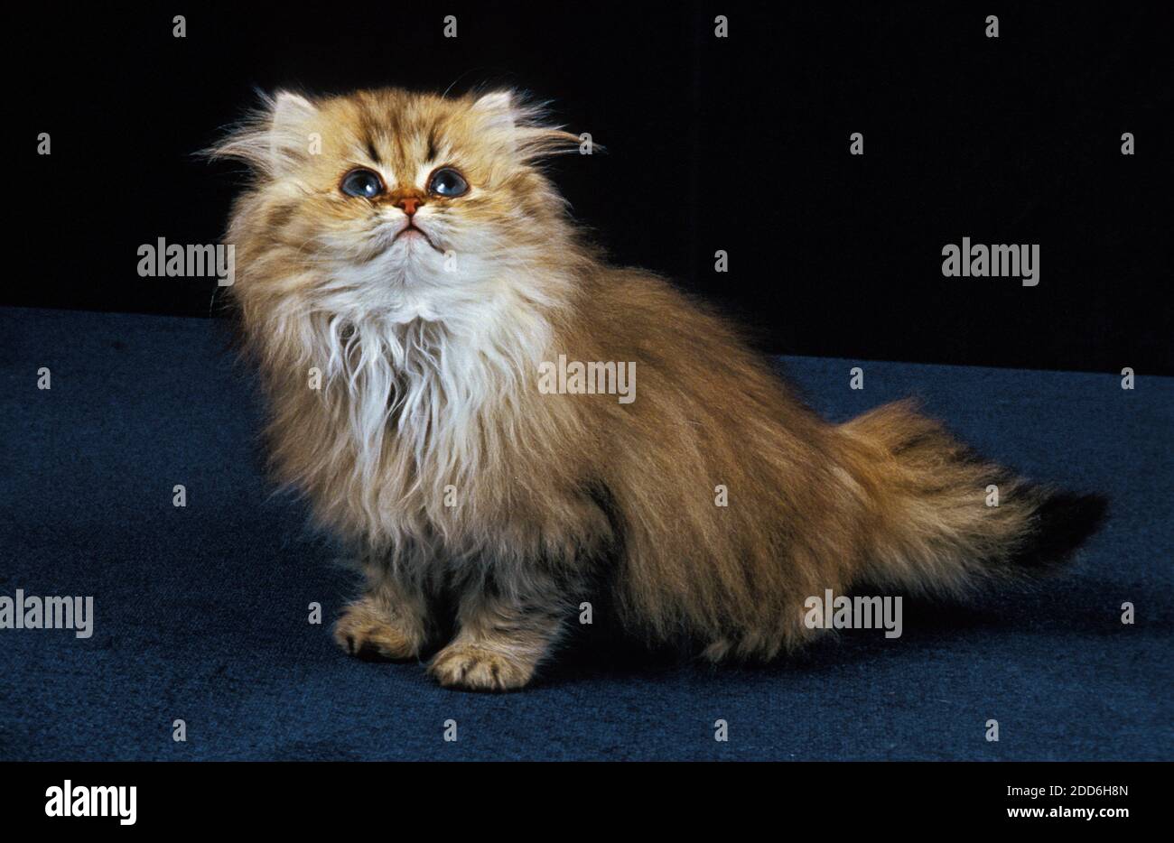 Golden Persian Domestic Cat, Kitten Stock Photo - Alamy