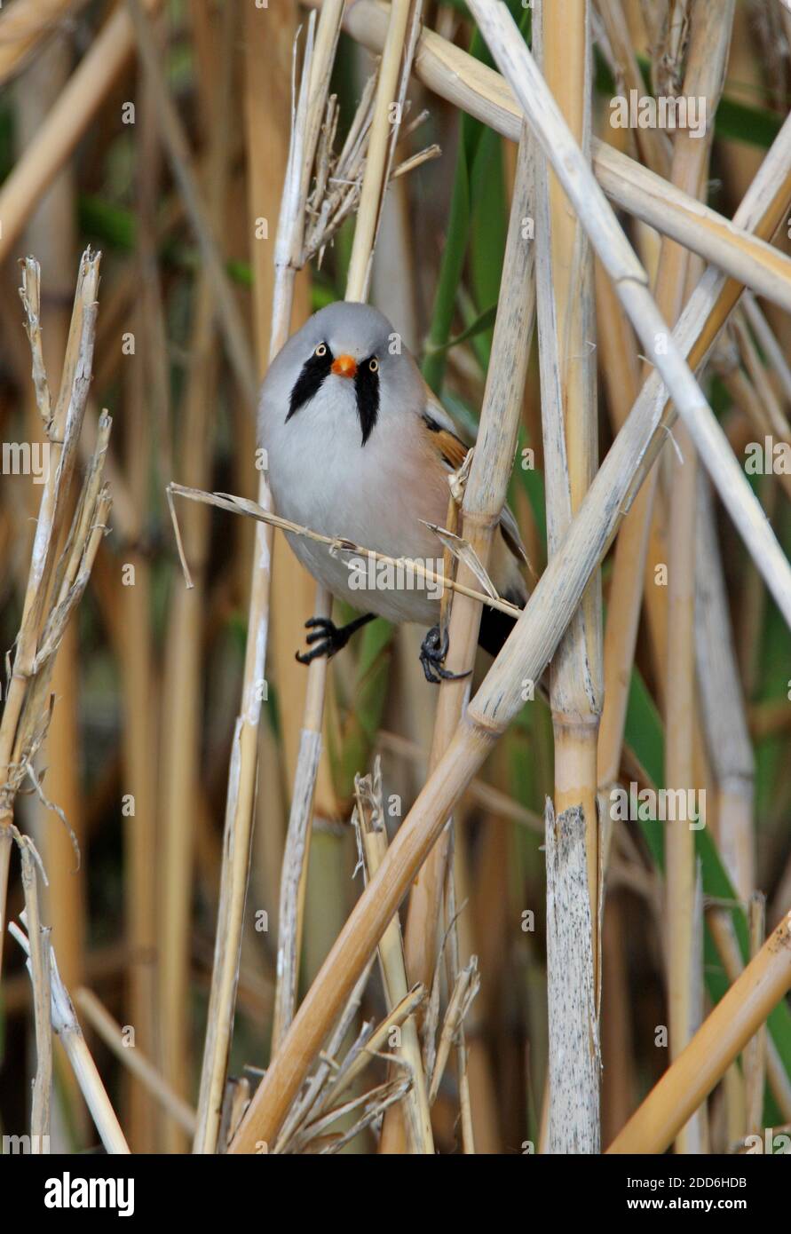 Bearded Tit (Panurus biarmicus russicus) adult male perched among reeds ...