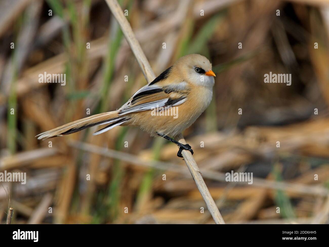 Bearded Tit (Panurus biarmicus russicus) immature male perched on reed ...