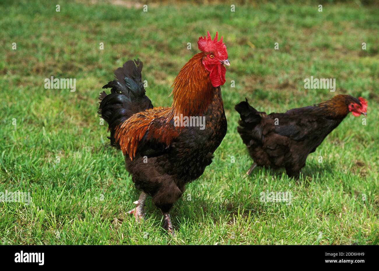 Brown Red Marans Chicken, A French Breed, Cockerel and Hen standing on ...