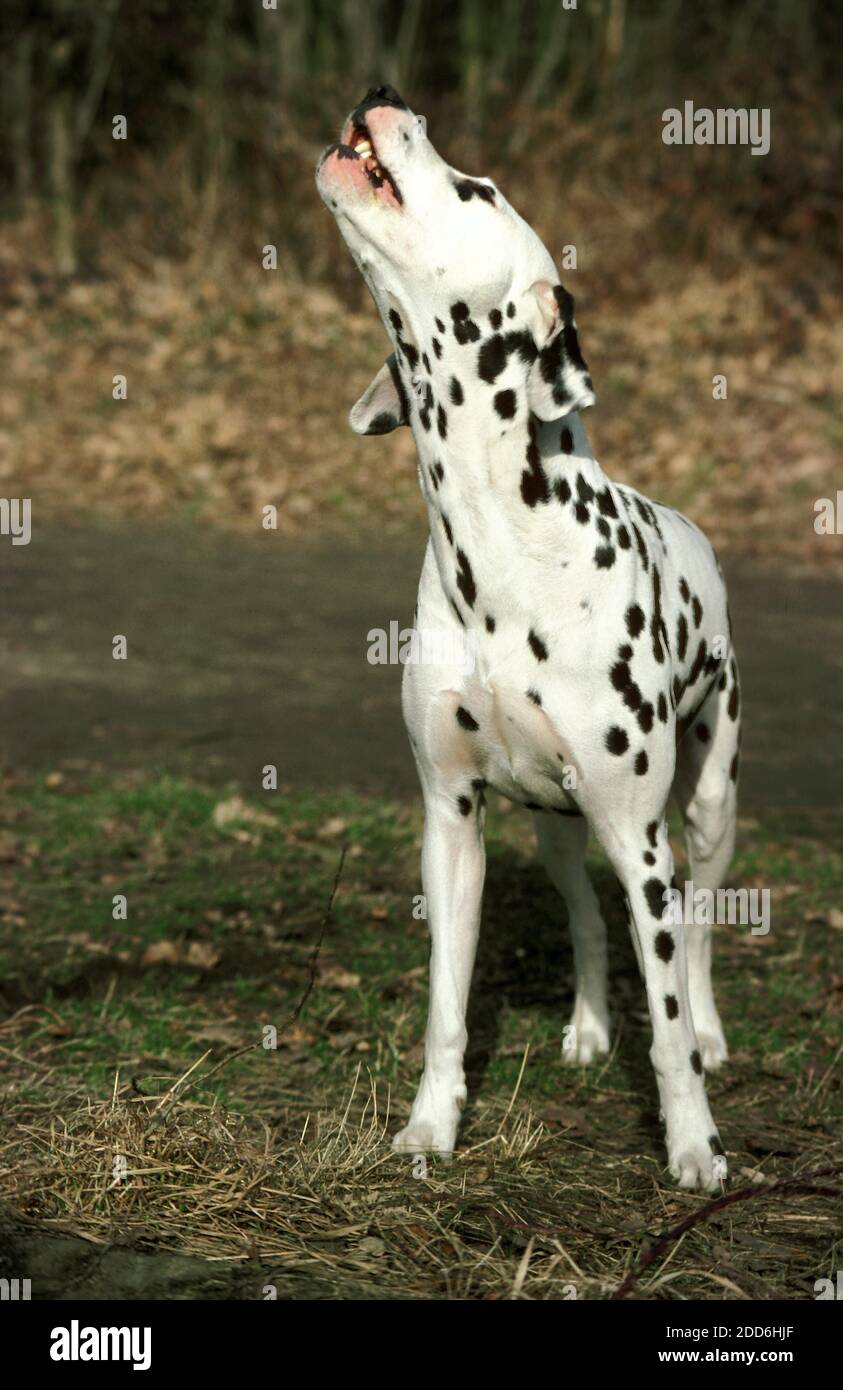 Dalmatian Dog, Adult barking Stock Photo - Alamy