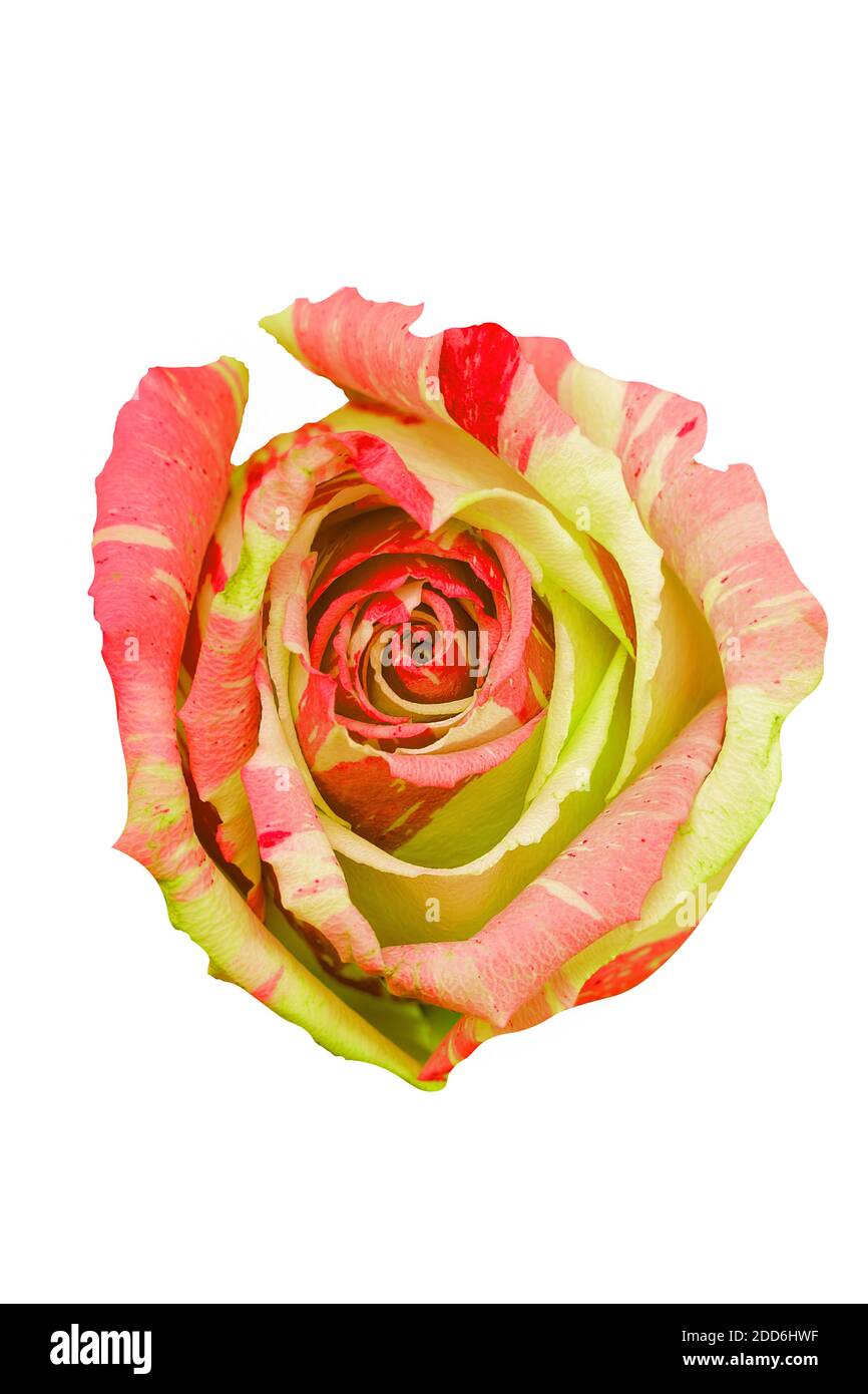 natural rose bud isolated on white background. High quality photo Stock ...