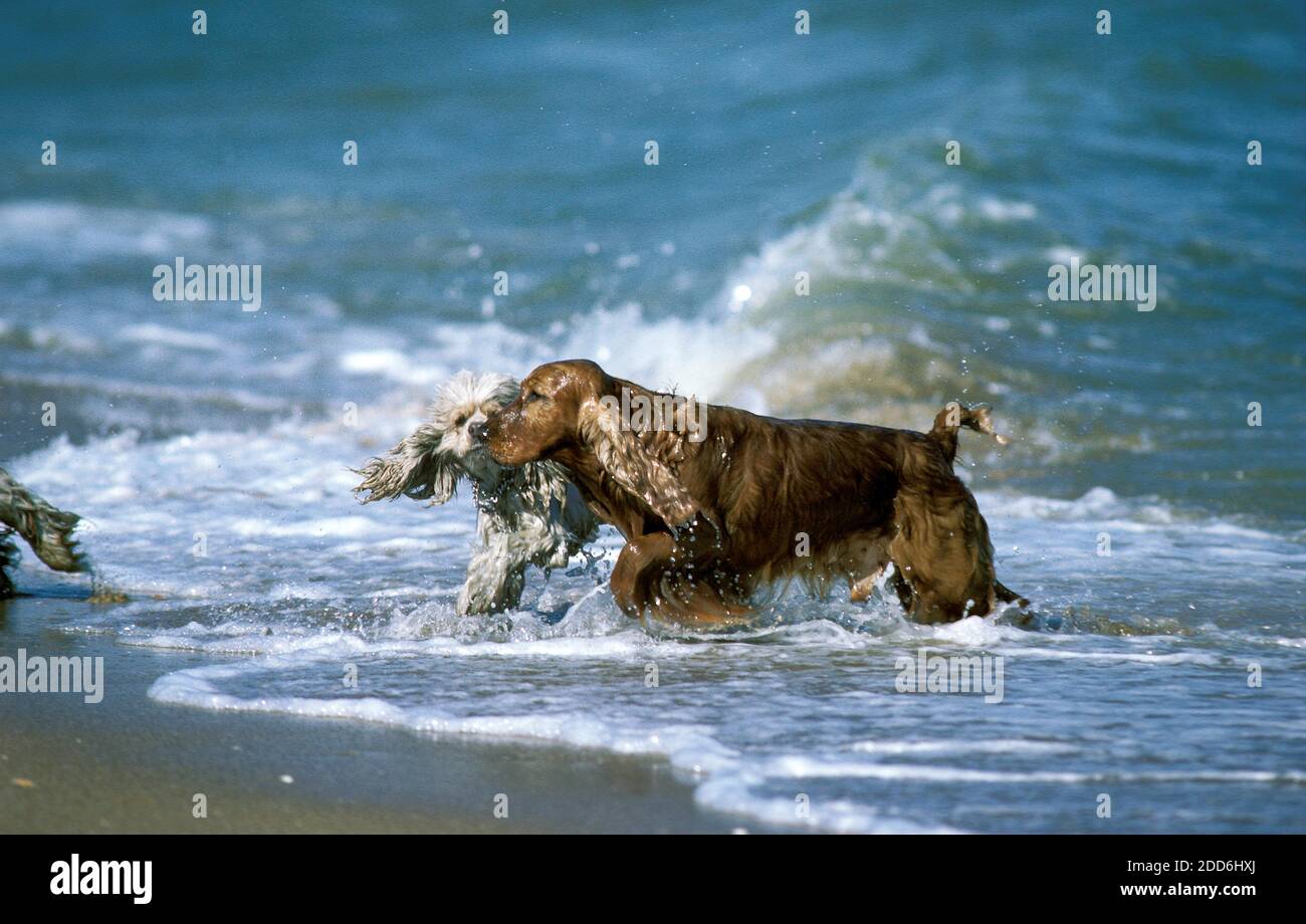 English Cocker Spaniel with Poodle, Adults Playing on Beach Stock Photo ...