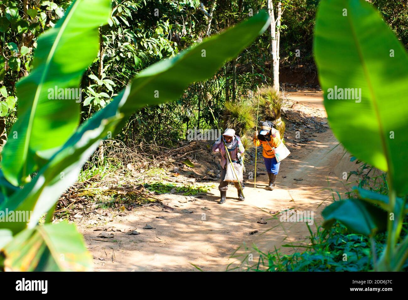 Lahu Tribe Women Carrying Grass Up a Streep Hill, Chiang Rai, Thailand ...