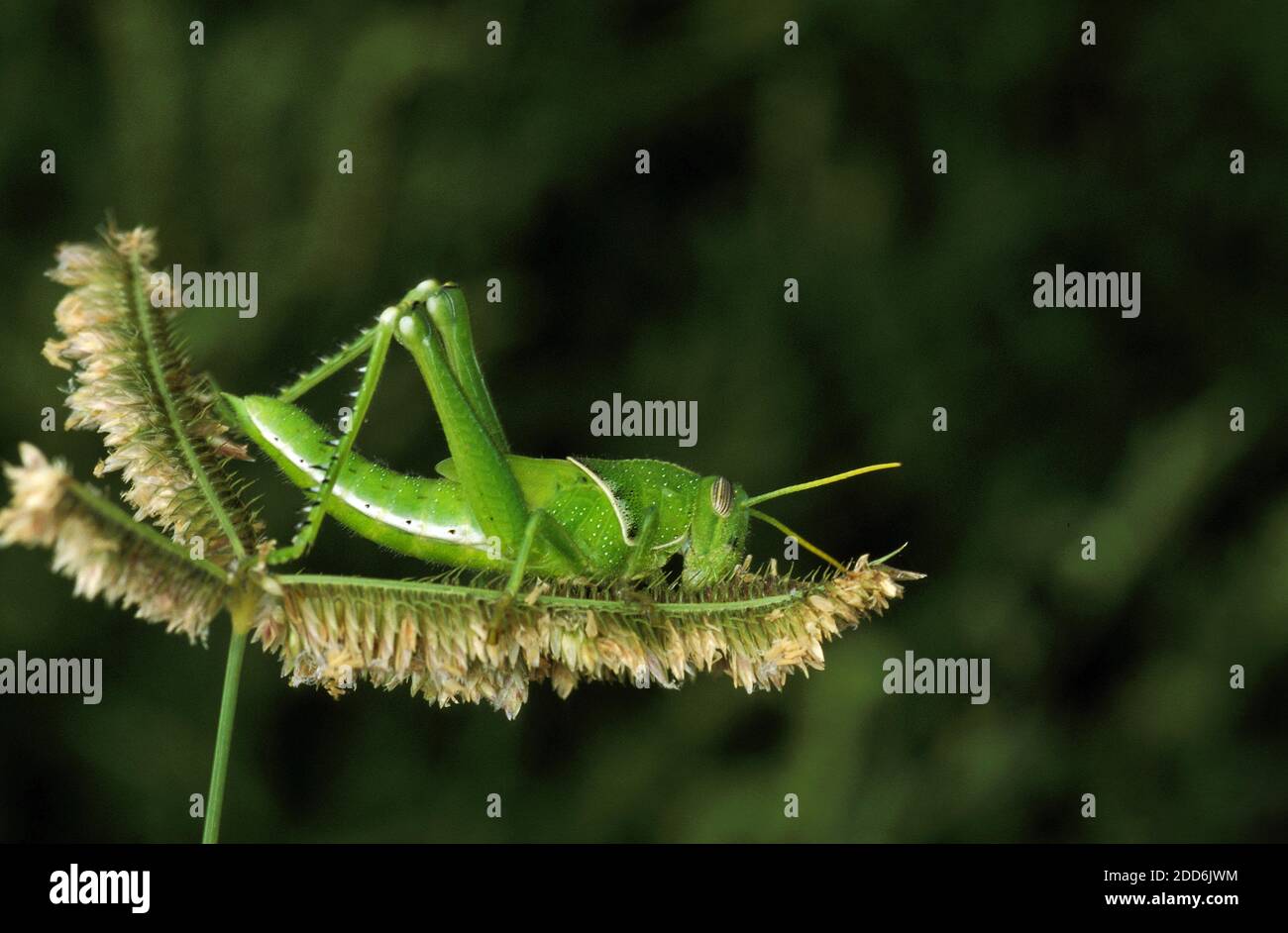 Kenya grasshopper hi-res stock photography and images - Alamy