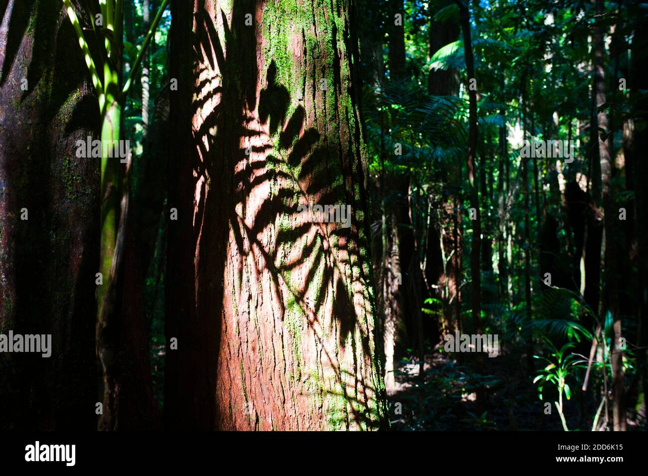 Shadow of a Fern Falling on a Tree in a Forest on Fraser Island ...