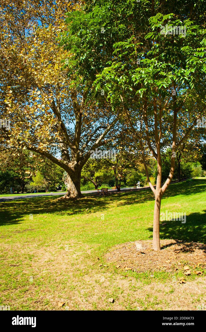 Autumn Trees in Sydney Royal Botanic Gardens, Sydney, Australia Stock ...