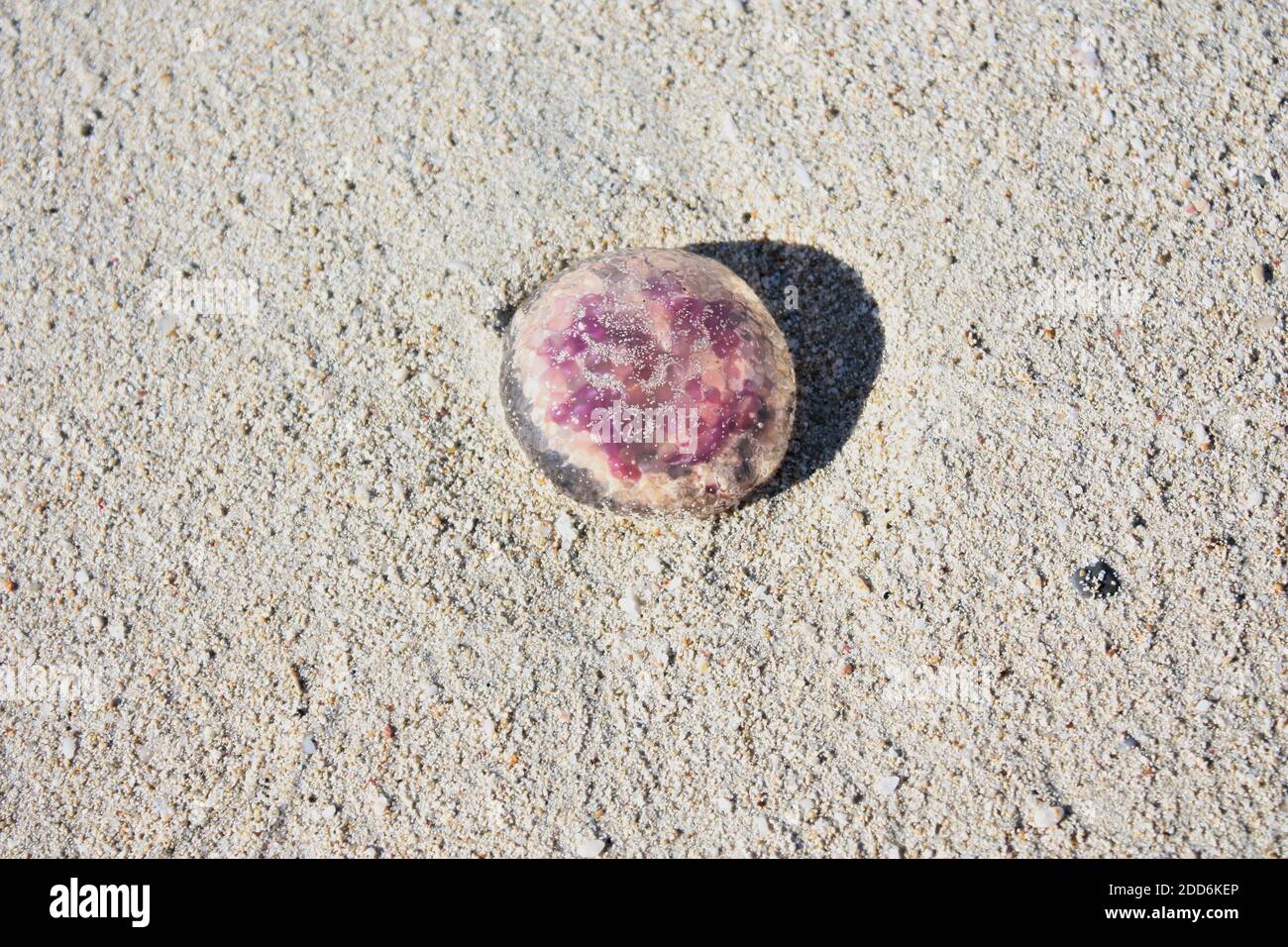 Jellyfish on the beach, Balearic Islands, Mallorca, Spain ...