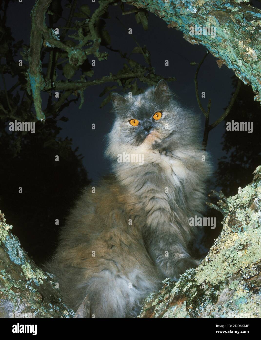 Blue cream persian cats hi-res stock photography and images - Alamy