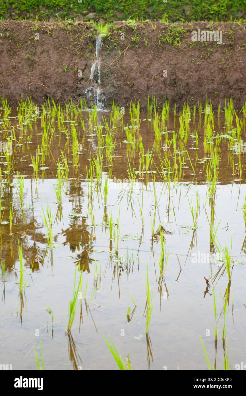 Rice Paddy Field Irrigation Near Bandung, Java, Indonesia, Asia Stock ...