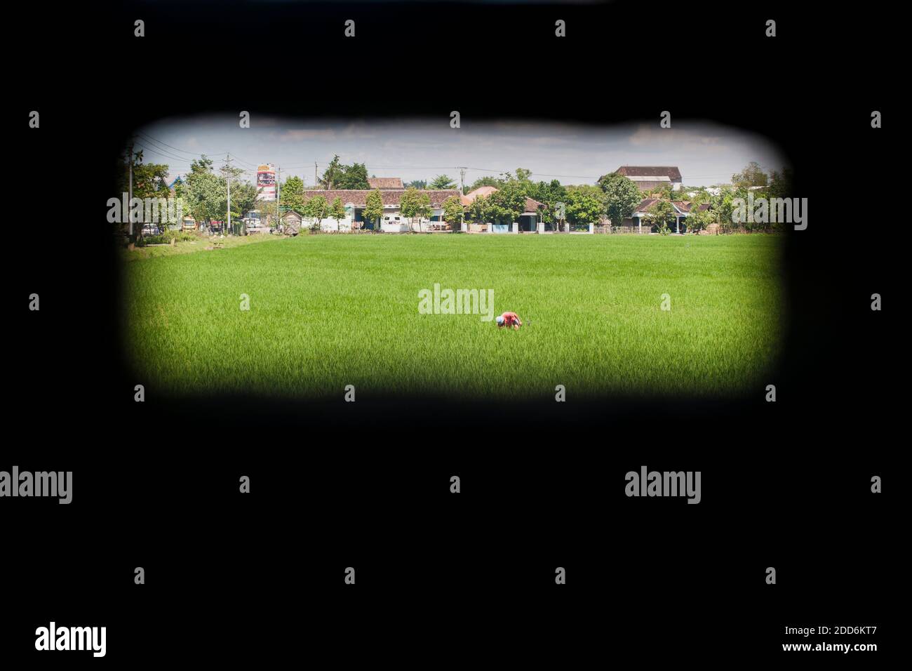 Java indonesia rice paddies hi-res stock photography and images - Alamy