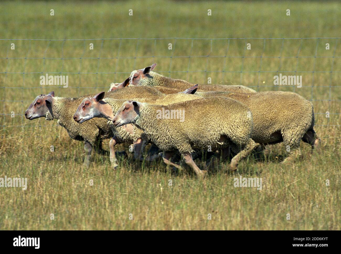 Charollais Sheep, a French Breed, Herb running through Meadow Stock ...