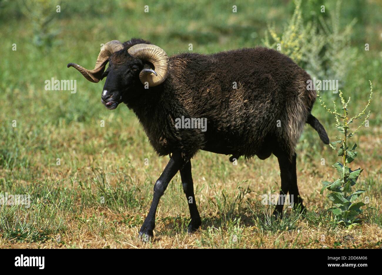 Karakul Sheep, Breed Producing Astrakan, Ram Stock Photo - Alamy