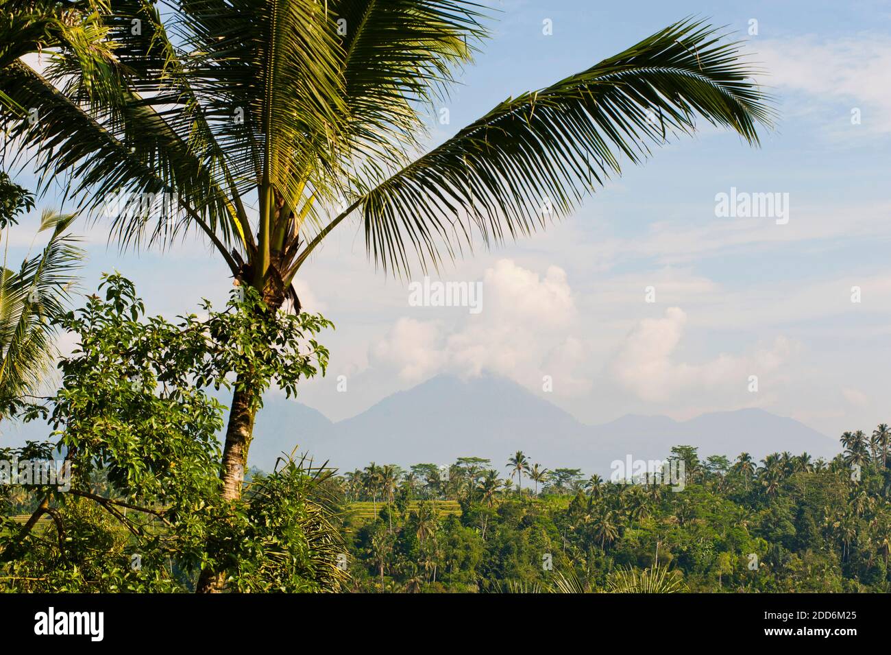 Volcano and palm tree on exotic Bali Island, Indonesia, Southeast Asia ...
