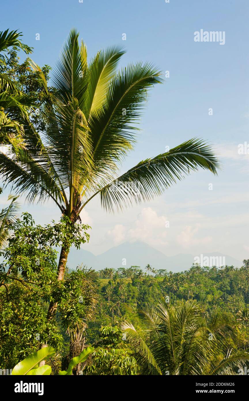 Volcano and palm tree, Bali, Indonesia, Southeast Asia, Asia, Asia ...