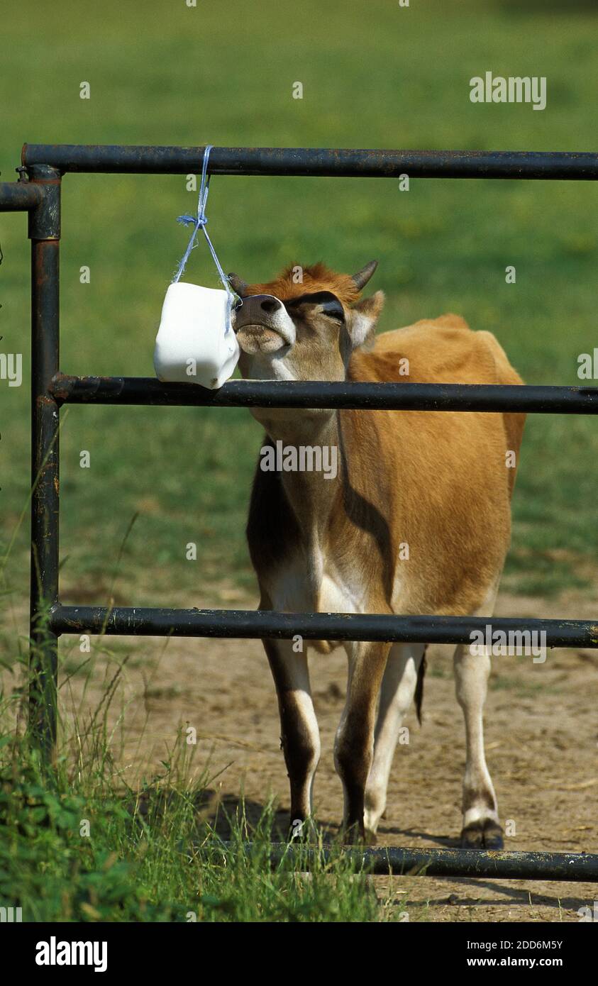 Jersey Cattle, Cow Licking Salt Stock Photo - Alamy