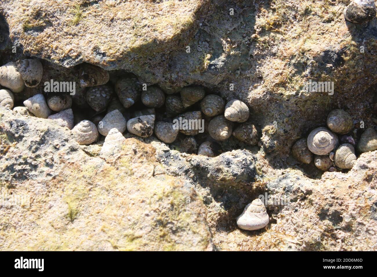 Winkle shell hi-res stock photography and images - Alamy