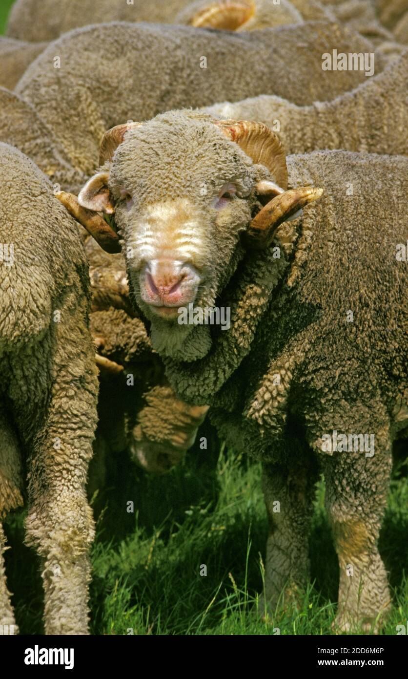 Merino sheep ram hi-res stock photography and images - Alamy