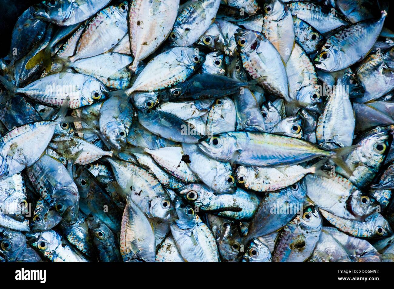 Close Up Photo of Hundreds of Freshly Caught Fish at Kuta Beach, Kuta ...