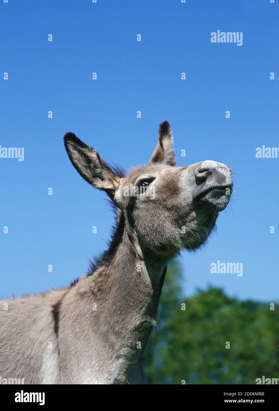French Grey Donkey, Portrait of Adult Stock Photo - Alamy