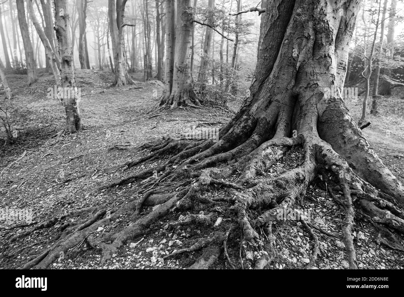 Old tree roots in a woods near Stow-on-the-Wold in The Cotswolds ...