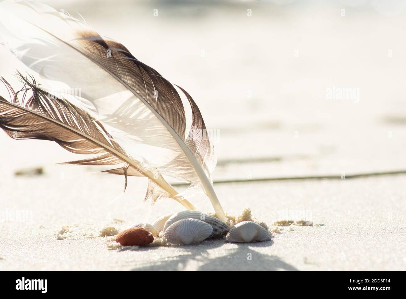 Feathers at the beach Stock Photo - Alamy