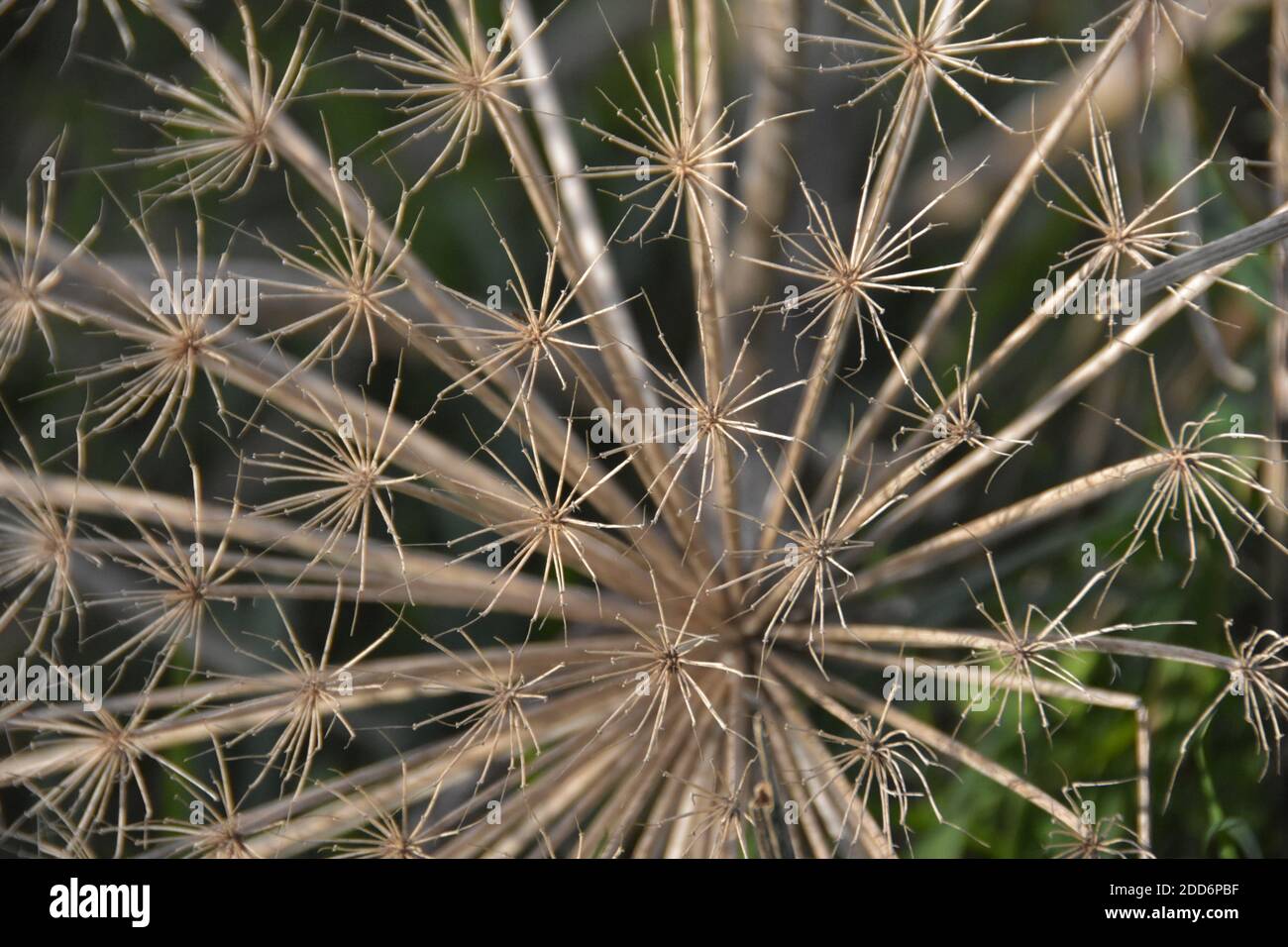 Bereklauw hi-res stock photography and images - Alamy